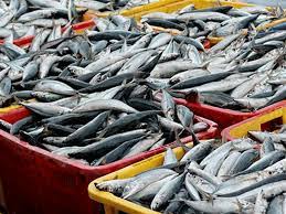 FG Targets 3.6 Million-Ton Fish Gap as Local Output Rises to 1.4 ...